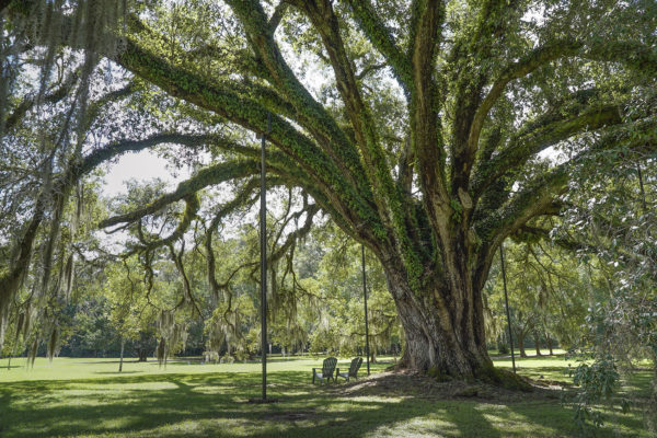 Explore Louisiana's Giant Live Oak Trees | The Heart of Louisiana