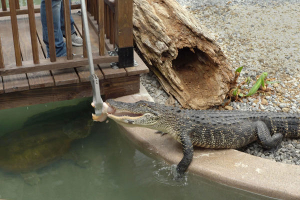 Pet a Gator at the Gator Chateau | The Heart of Louisiana