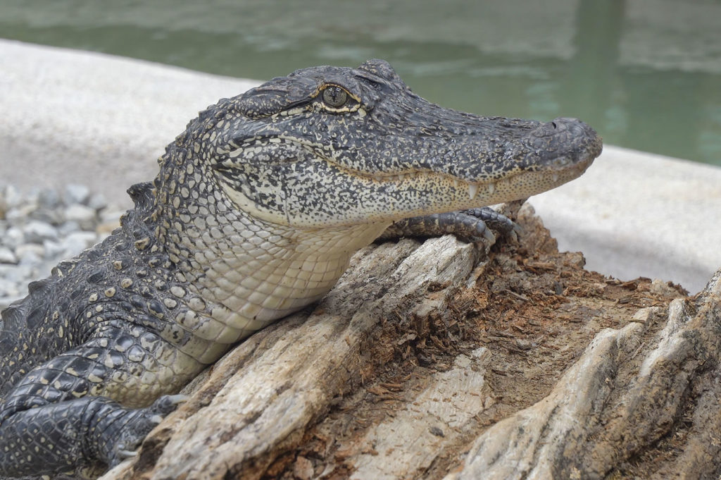 Tour Louisiana's Atchafalaya Basin Swamp | The Heart of Louisiana