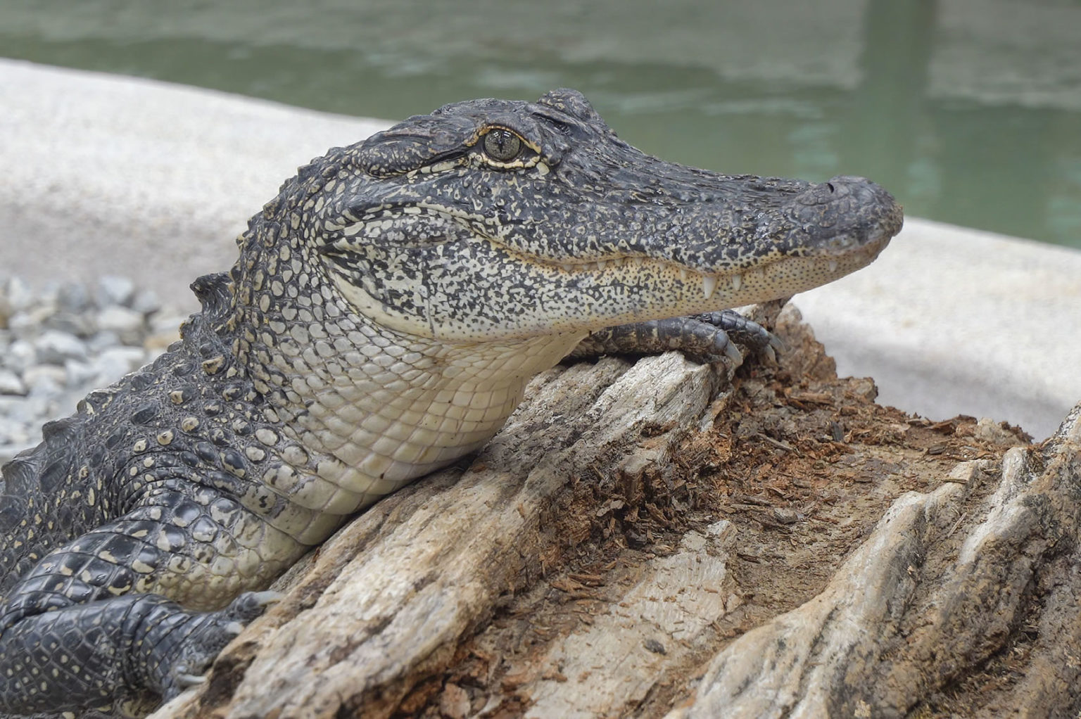 Holly Beach on the Gulf of Mexico in Southwest Louisiana | The Heart of ...