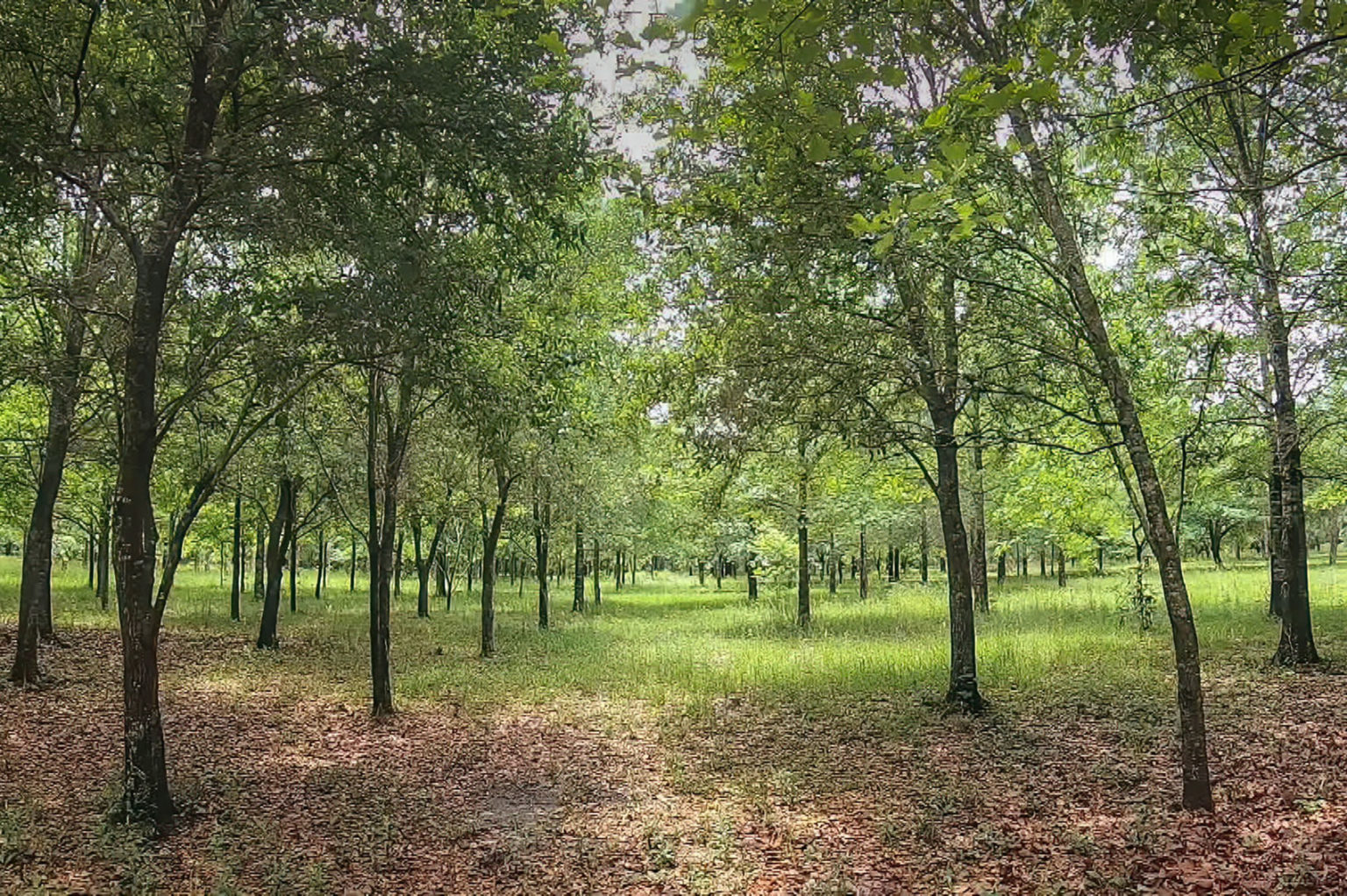 Explore Louisiana's Giant Live Oak Trees | The Heart of Louisiana