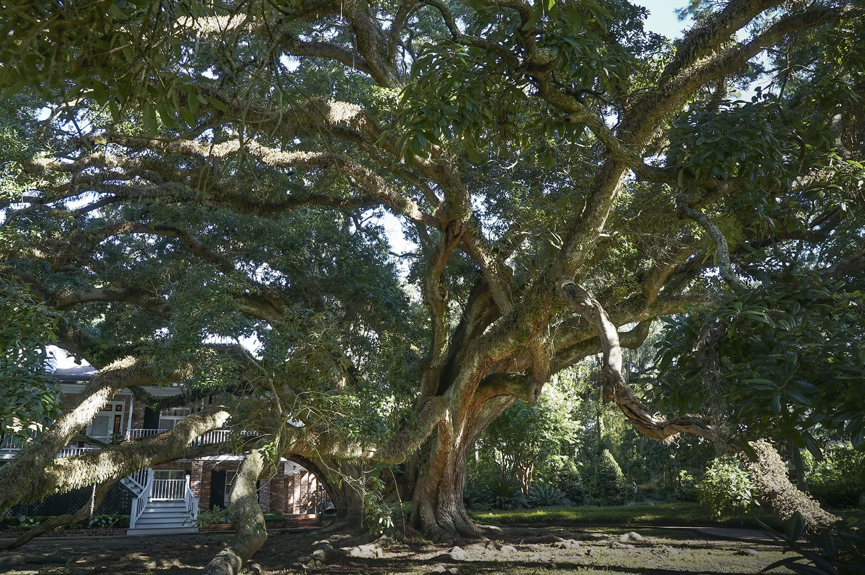 Explore Louisiana's Giant Live Oak Trees | The Heart of Louisiana