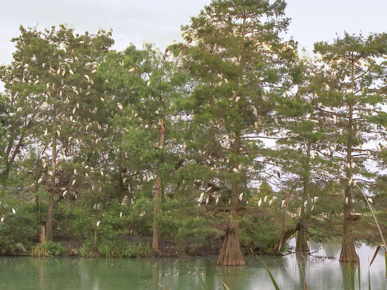 A Nesting Ground for over 5,000 Birds | The Heart of Louisiana