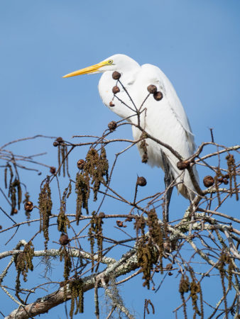 Louisiana swamp eagles photography tour | The Heart of Louisiana