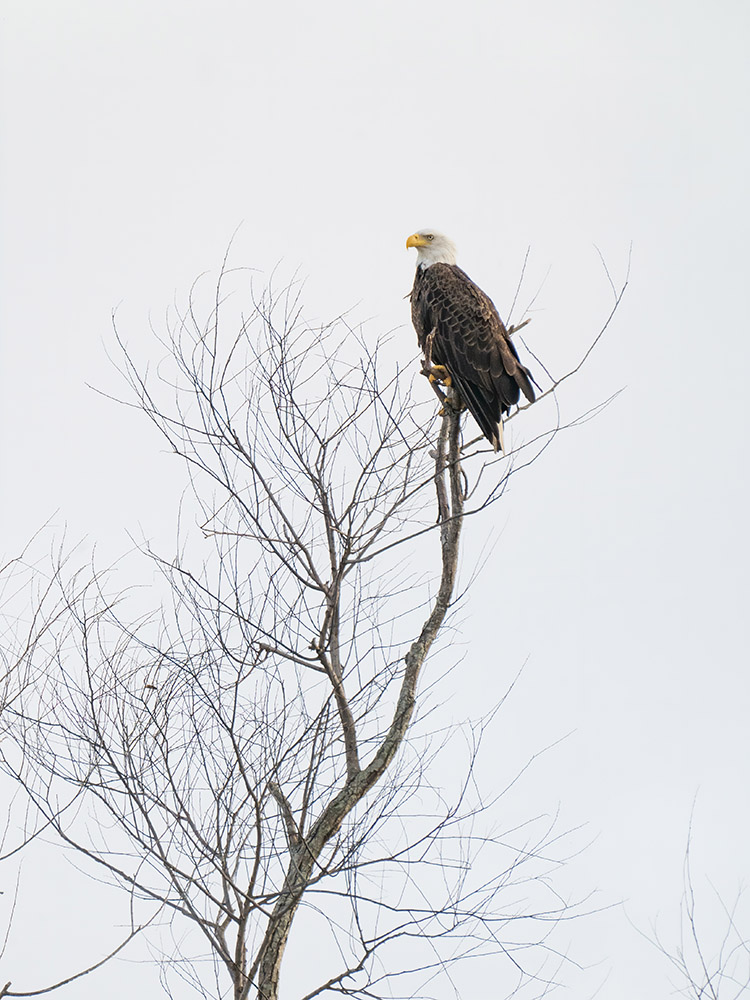 Louisiana swamp eagles photography tour | The Heart of Louisiana