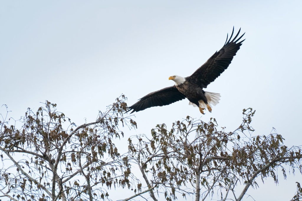LSU Museum of Natural Science Showcases Birds | The Heart of Louisiana