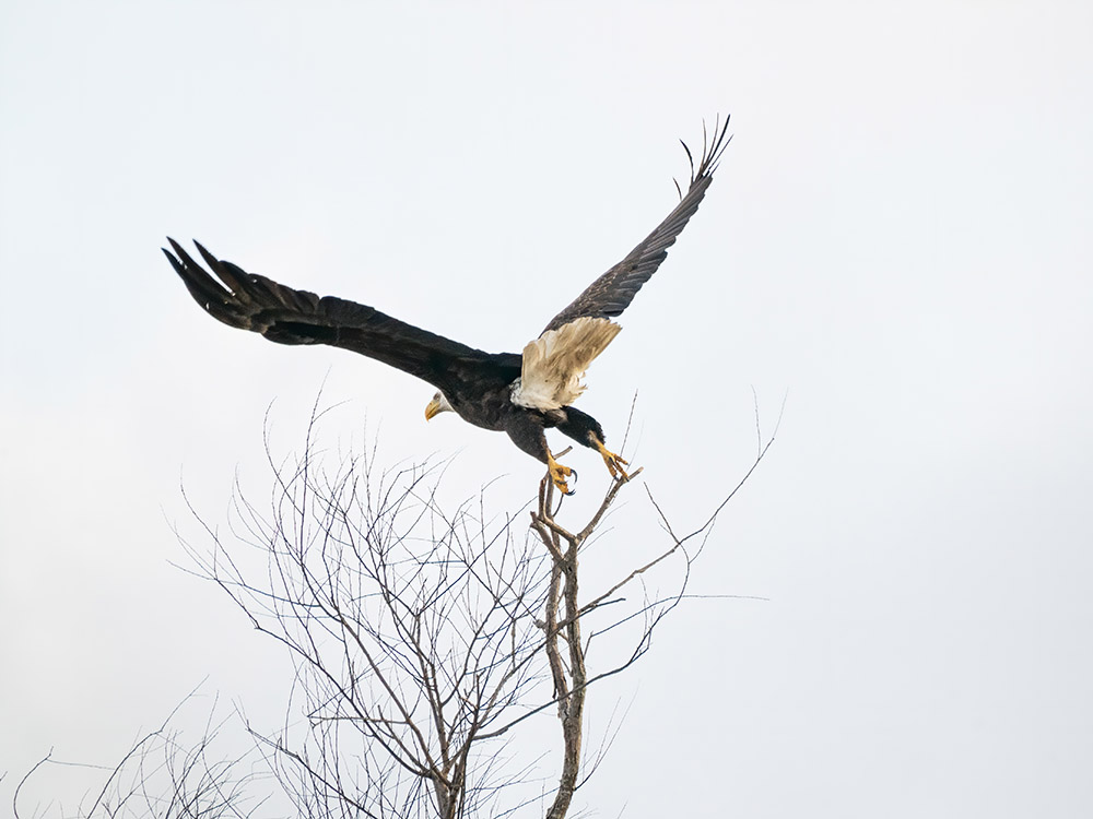 Louisiana swamp eagles photography tour | The Heart of Louisiana