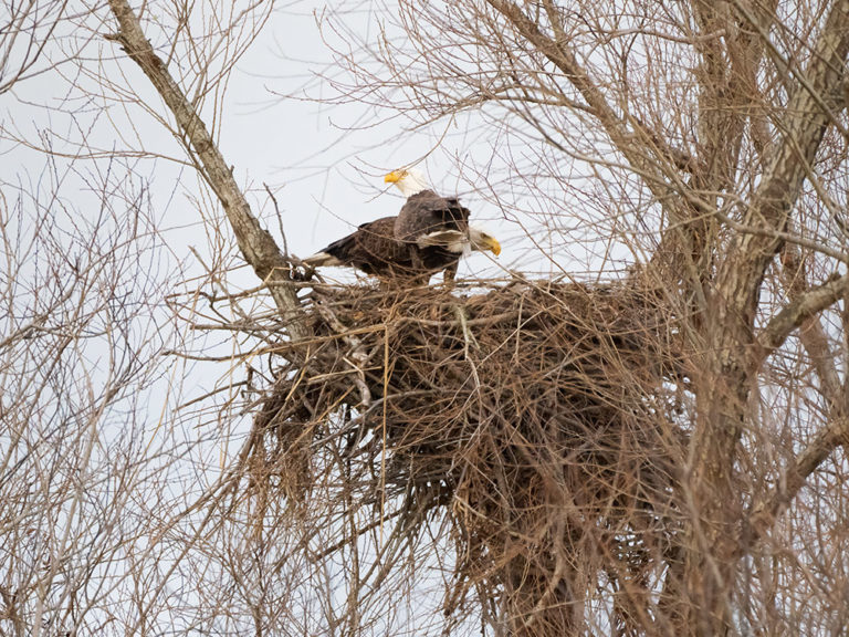 Louisiana swamp eagles photography tour | The Heart of Louisiana