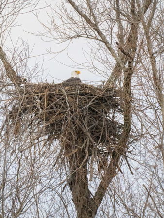 Louisiana swamp eagles photography tour | The Heart of Louisiana