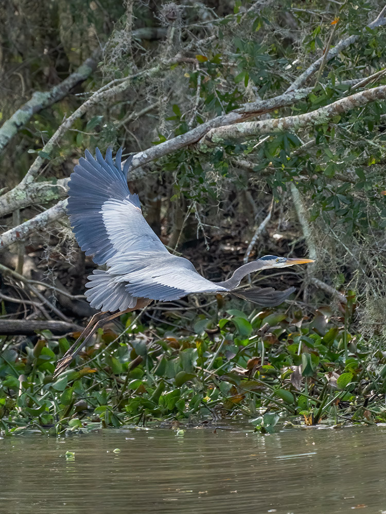 Louisiana swamp eagles photography tour | The Heart of Louisiana