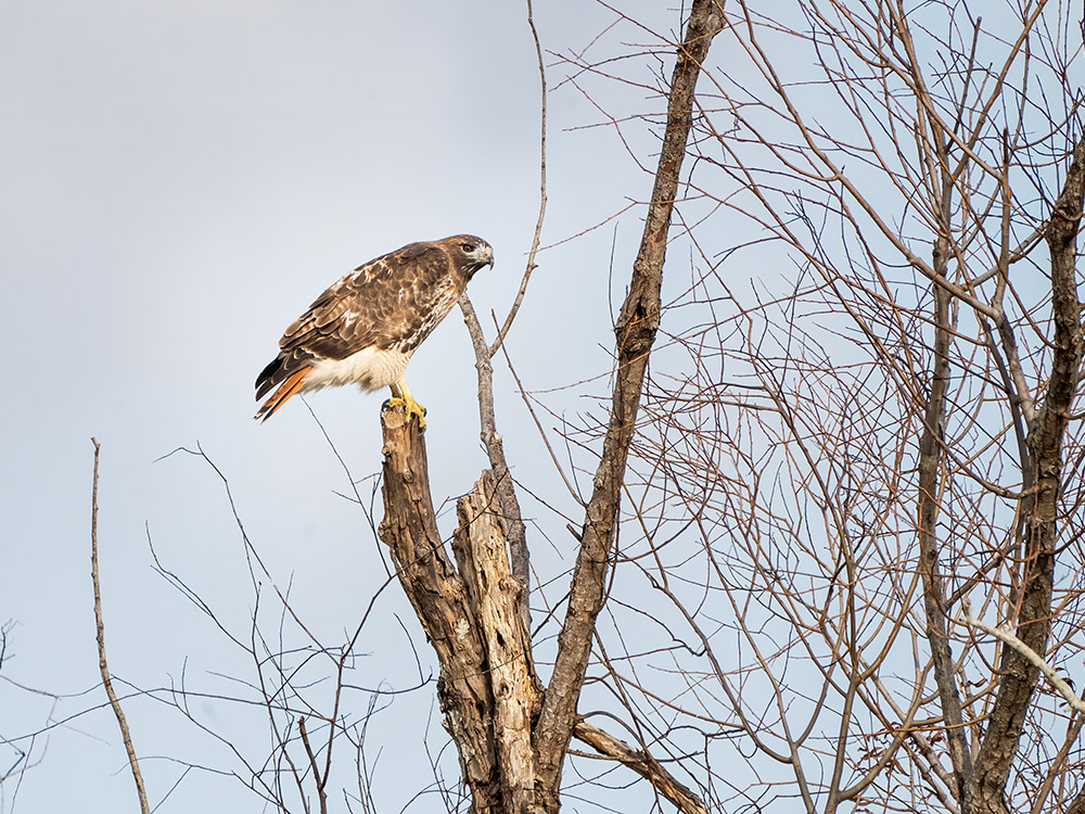 Louisiana swamp eagles photography tour | The Heart of Louisiana
