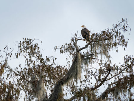 Louisiana swamp eagles photography tour | The Heart of Louisiana