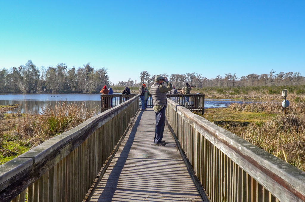 Hummingbird nest at Lockport LA boardwalk | The Heart of Louisiana