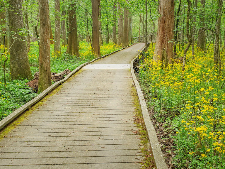 Chicot State Park Arboretum Nature Trails | The Heart of Louisiana