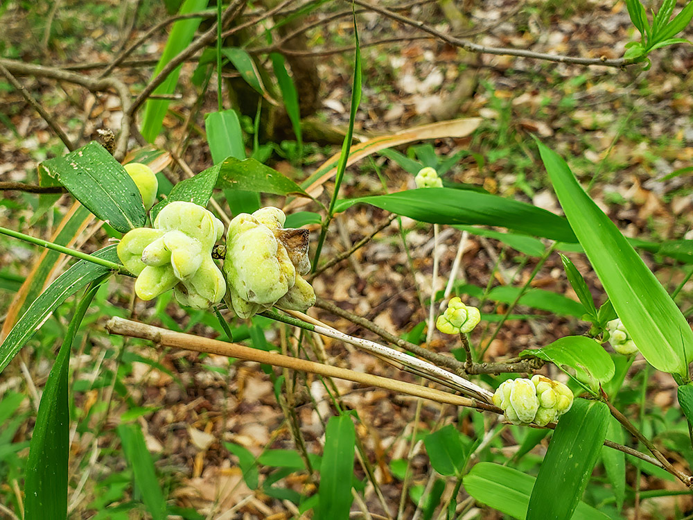 Chicot State Park Arboretum Nature Trails | The Heart of Louisiana