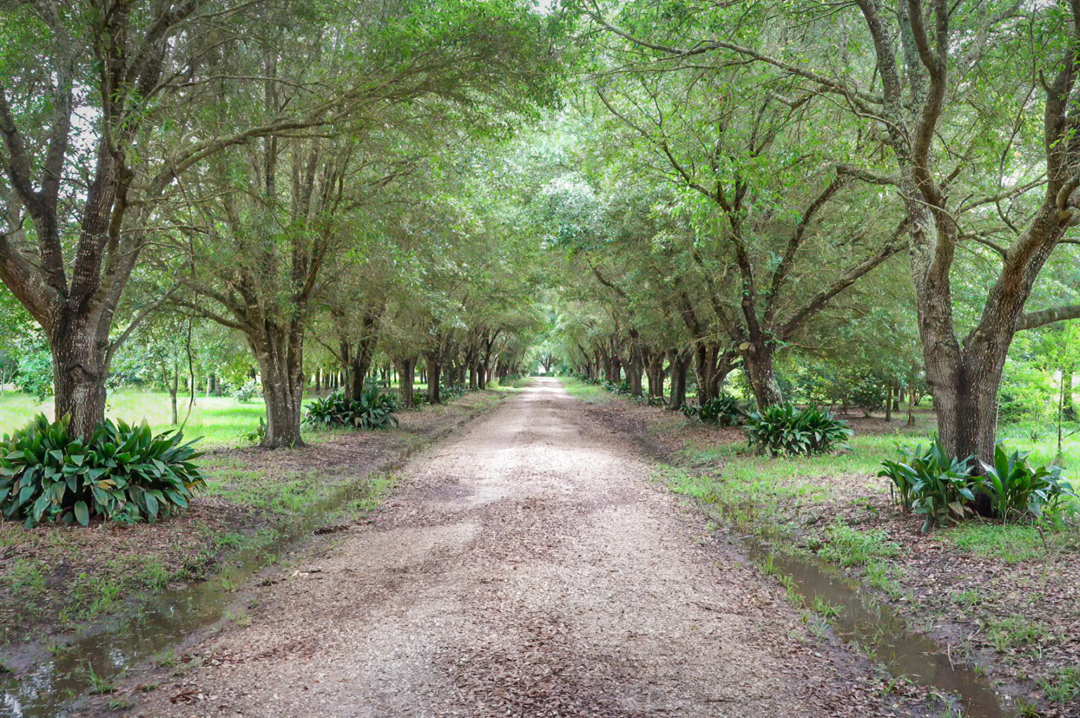 Explore the Acadiana Region of Louisiana | The Heart of Louisiana