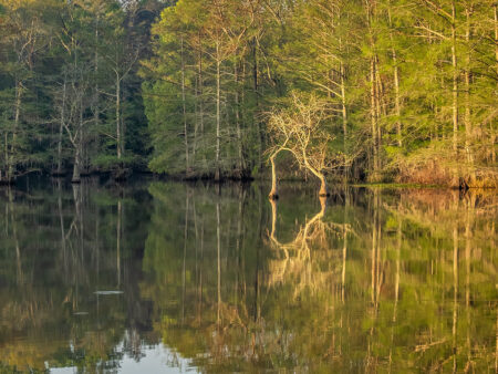 Chicot State Park for paddle and hiking adventure | The Heart of Louisiana
