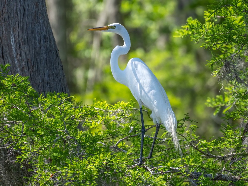Tchefuncte River Tour at Fairview-Riverside Park | The Heart of Louisiana