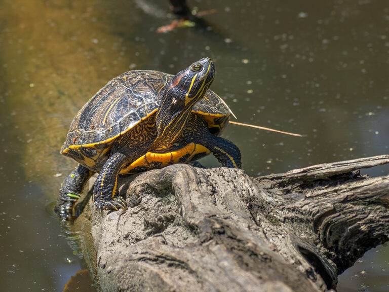 Tchefuncte River Tour at Fairview-Riverside Park | The Heart of Louisiana