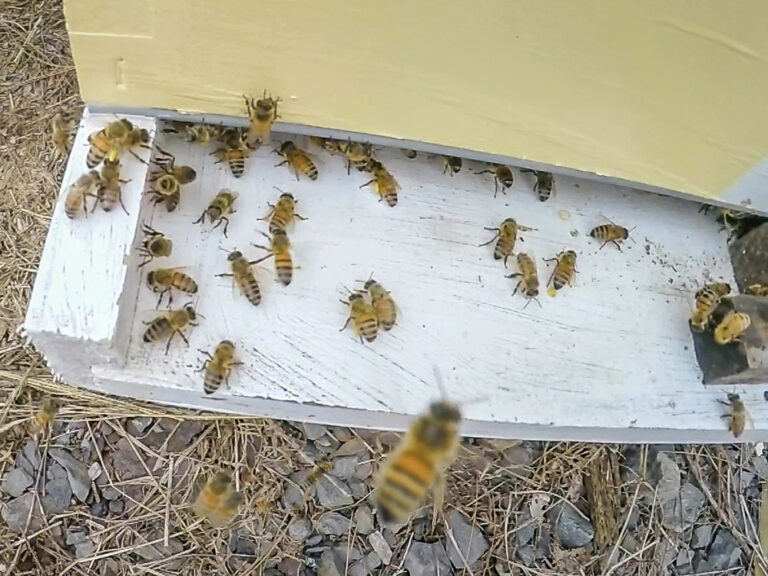 Louisiana honey bees | The Heart of Louisiana