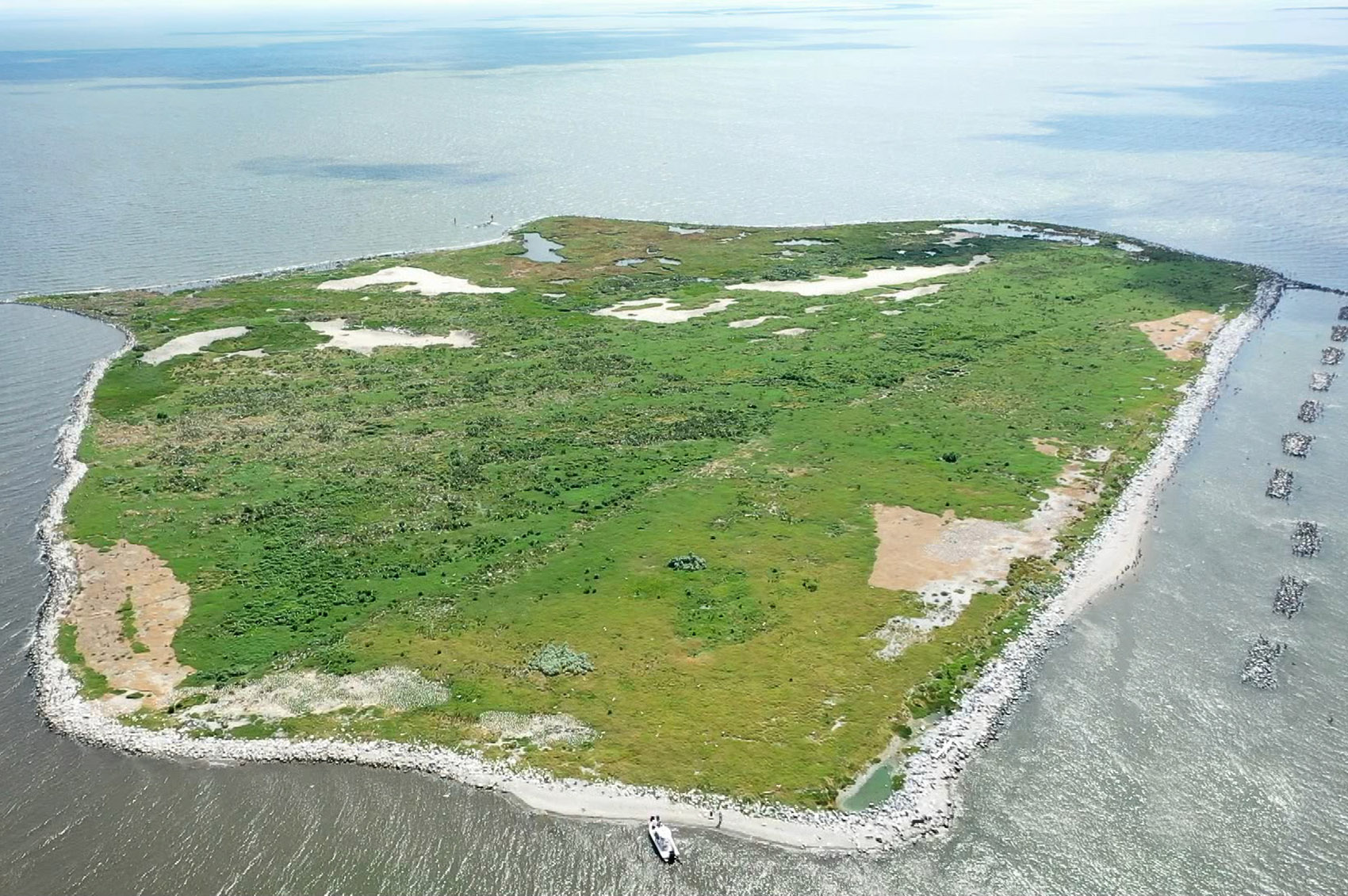Queen Bess - A Brown Pelican Success | The Heart of Louisiana