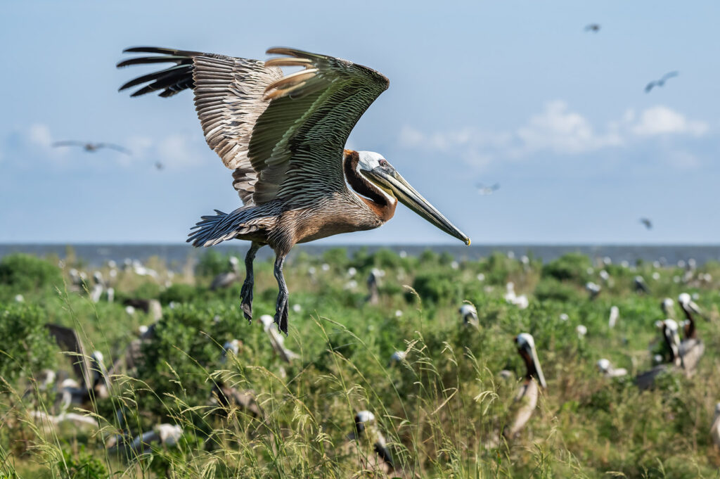 LSU Museum of Natural Science Showcases Birds | The Heart of Louisiana