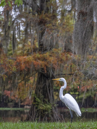 Cypremort Point adds new campsites to Louisiana State Park | The Heart ...