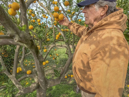 Louisiana Oranges are a Lower Mississippi River Treat | The Heart of ...