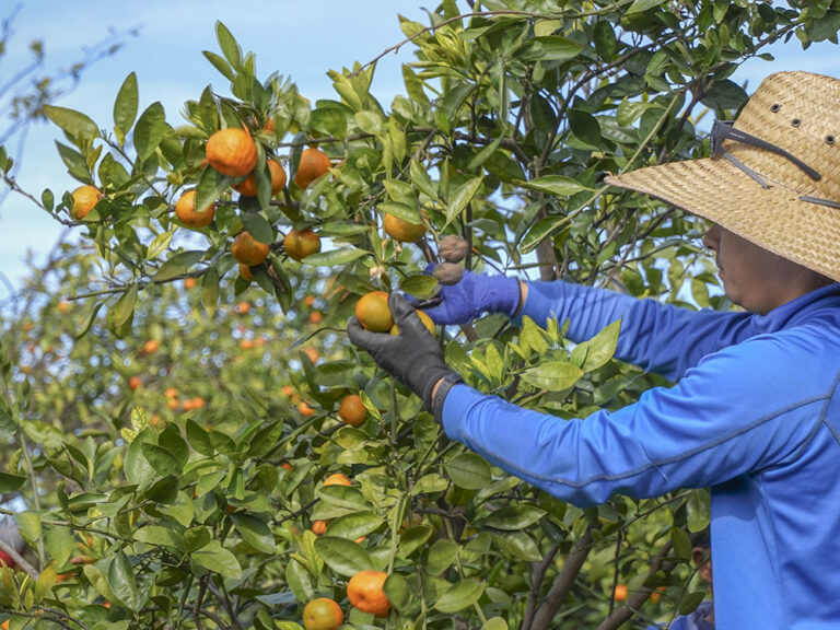 Louisiana Oranges are a Lower Mississippi River Treat | The Heart of ...