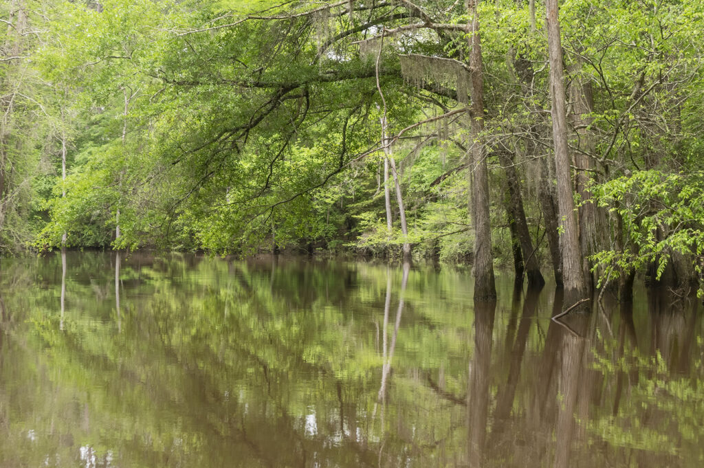 Louisiana Bayous - Natural Connections | The Heart of Louisiana