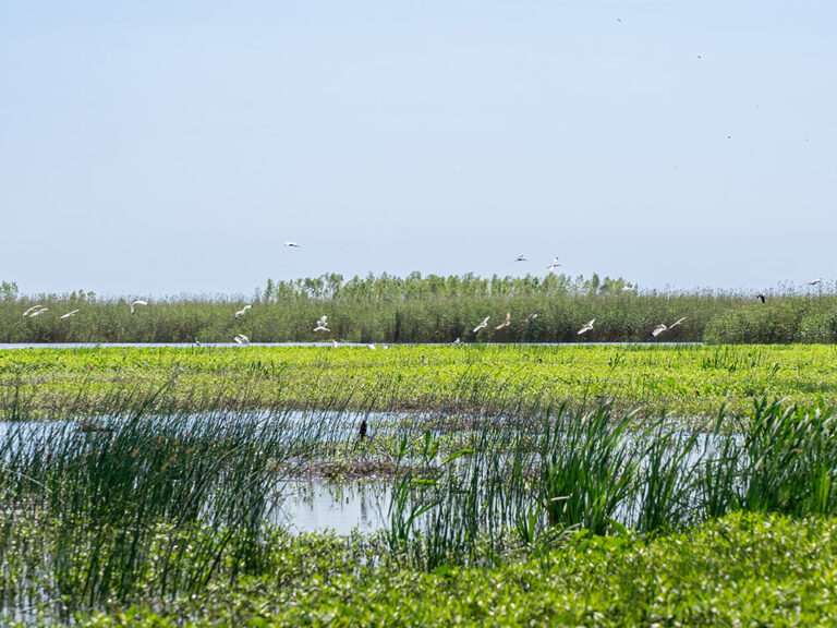 Mississippi River Delta Constantly Changing | The Heart of Louisiana