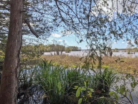 Lake Fausse Pointe State Park | The Heart of Louisiana