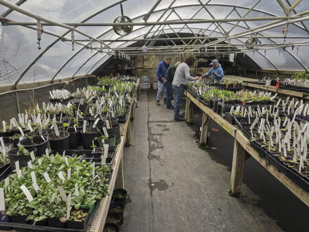 Louisiana Native Plants | The Heart of Louisiana