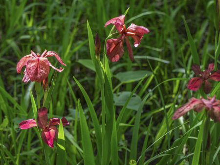 Red Iris - A Rare Louisiana Flower | The Heart of Louisiana
