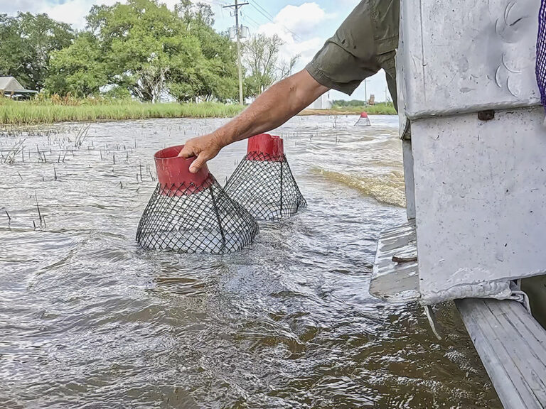 Crawfish | The Heart of Louisiana