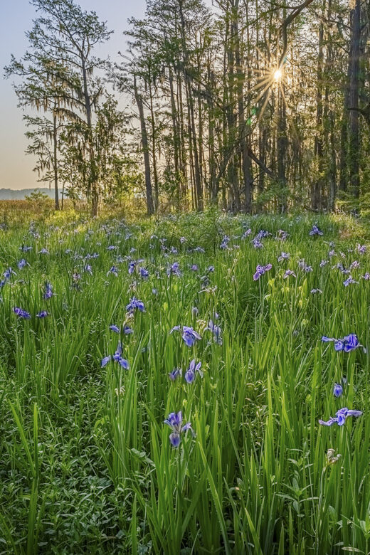 Red Iris - A Rare Louisiana Flower | The Heart of Louisiana