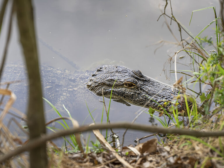 Tickfaw State Park | The Heart of Louisiana