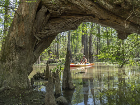 Tickfaw State Park | The Heart of Louisiana