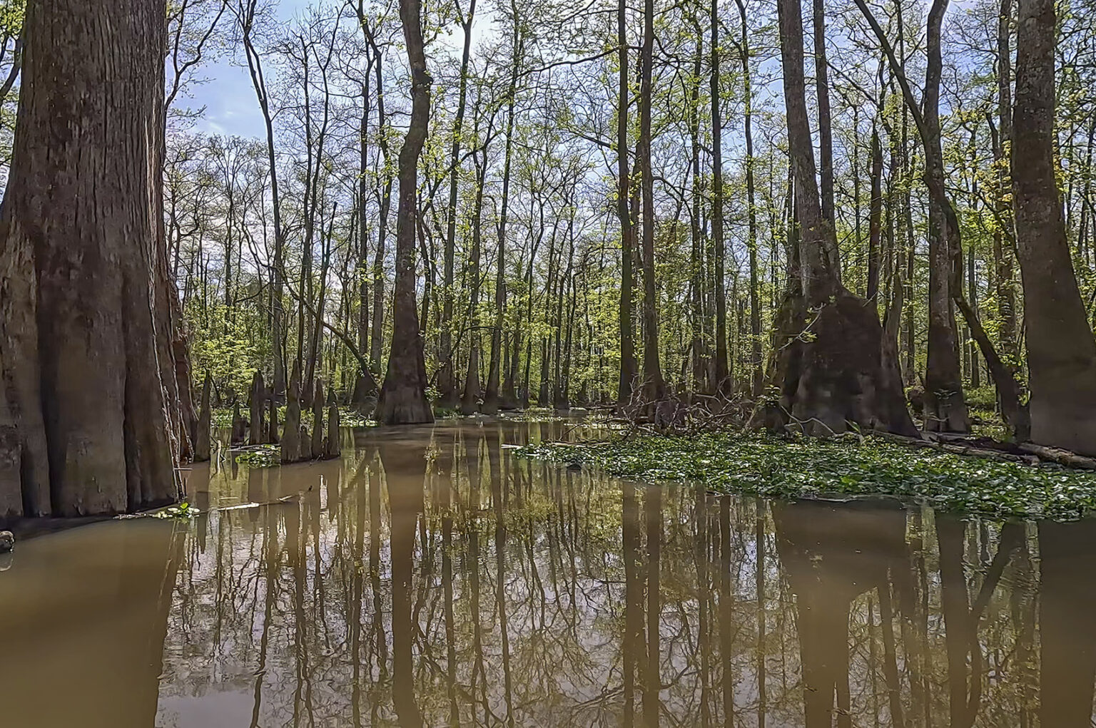 Explore the Capital Region of Baton Rouge | The Heart of Louisiana