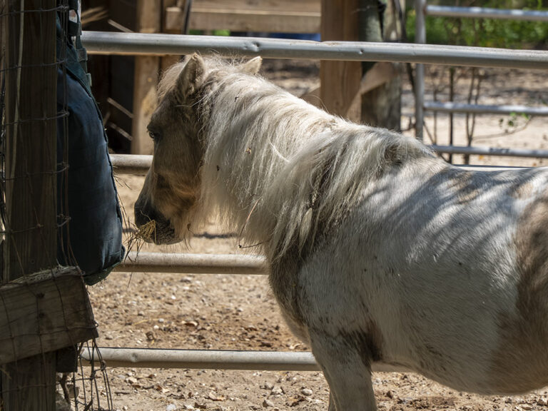 Sugar Roots Farm | The Heart of Louisiana